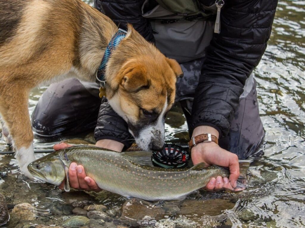 7 Tips for Bringing a Dog Fishing